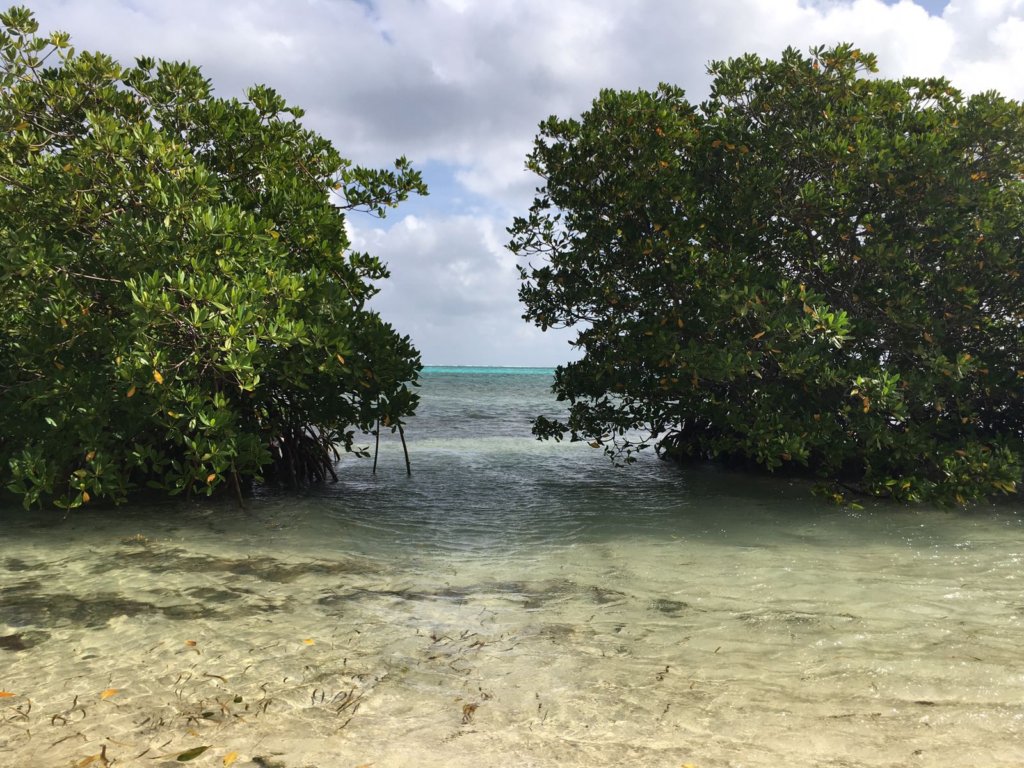 Slow Climate Change - Protect Cayman's Mangroves - GlobalGiving