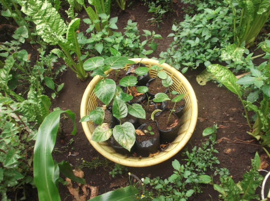 Teach 150 Maya Girls to Grow Vegetables - GlobalGiving