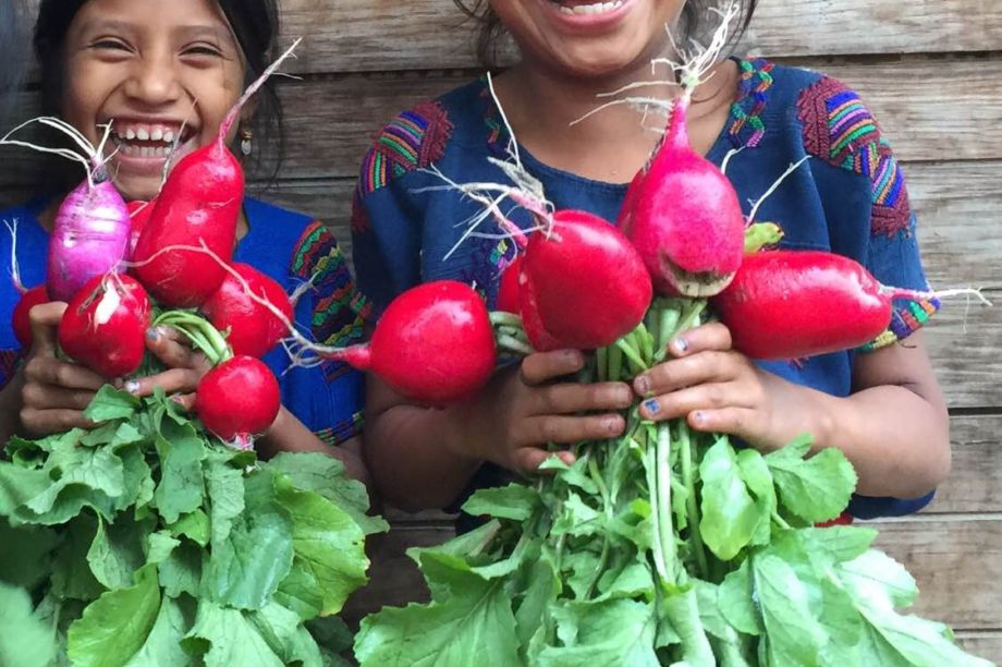 Teach 150 Maya Girls to Grow Vegetables - GlobalGiving