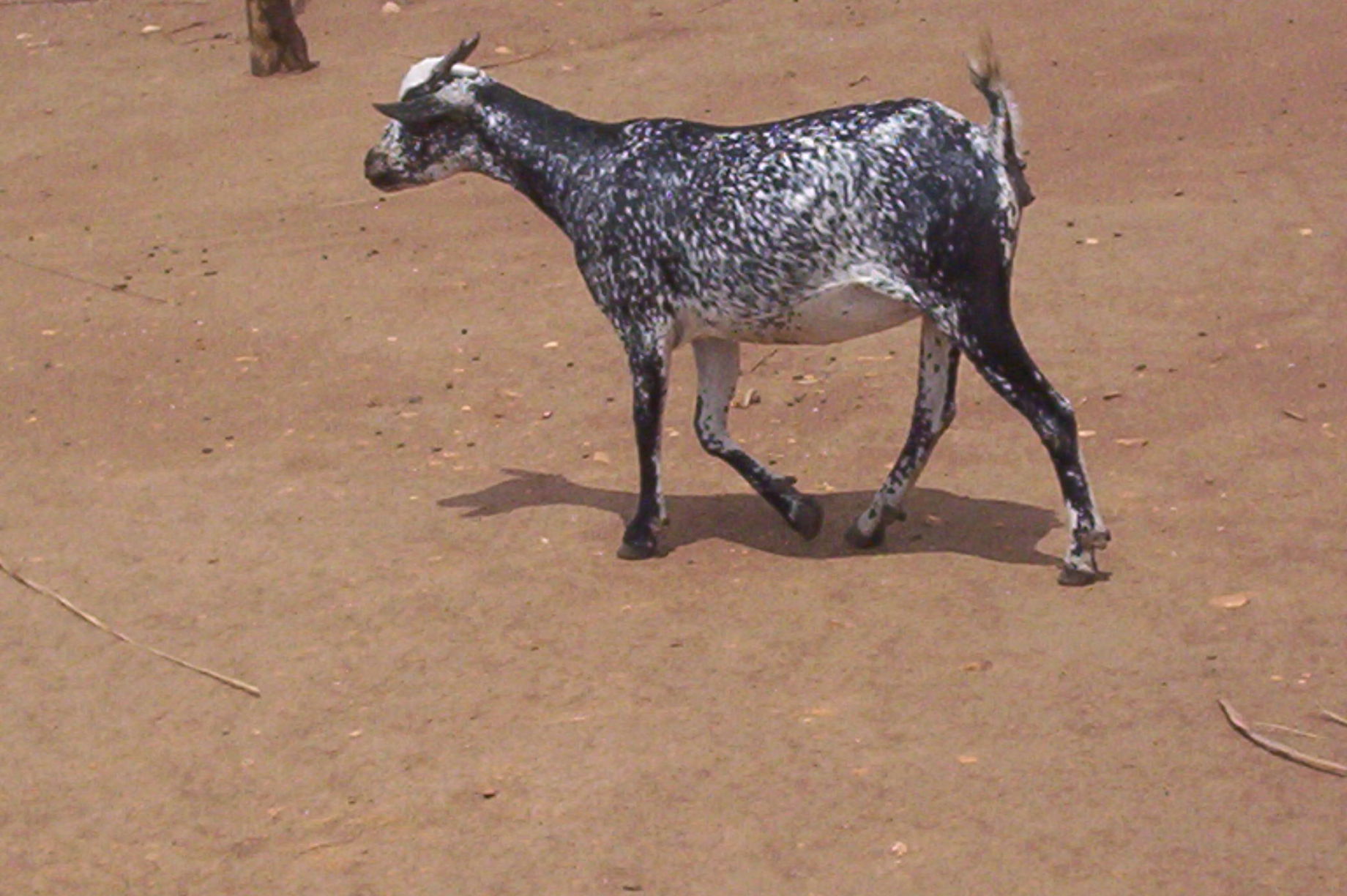 Strengthening our Congo Community with a Goat Bank - GlobalGiving