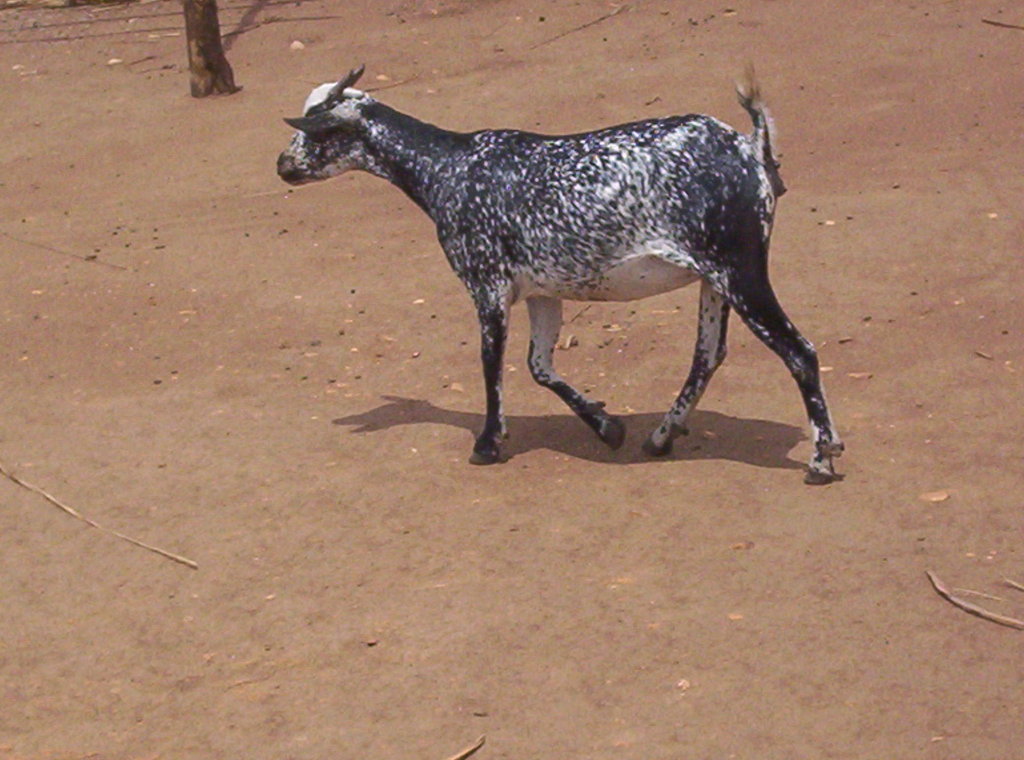 Strengthening our Congo Community with a Goat Bank - GlobalGiving