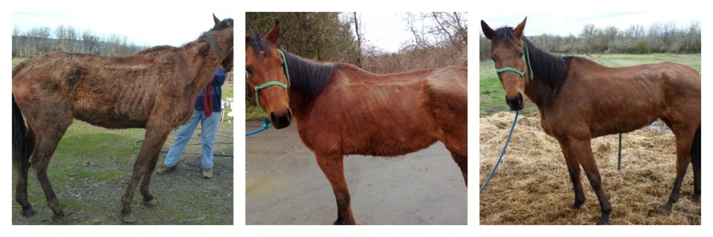 Shelters To Take on Animals in Need - GlobalGiving