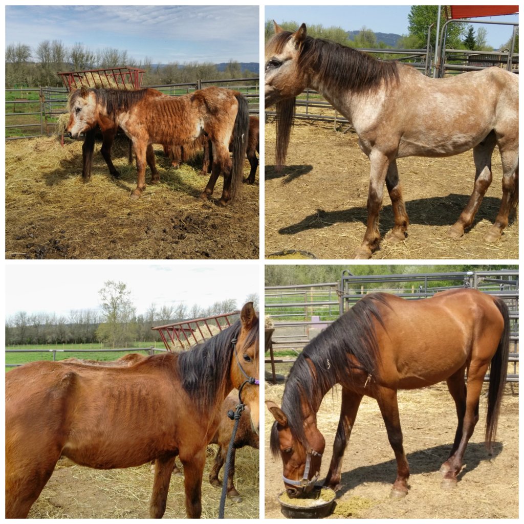 Shelters To Take on Animals in Need - GlobalGiving