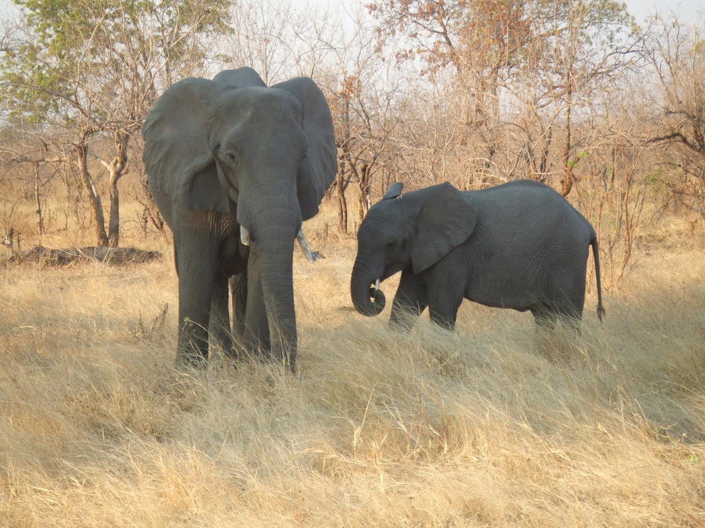 Sneezing elephants: protecting crops in Zambia - GlobalGiving