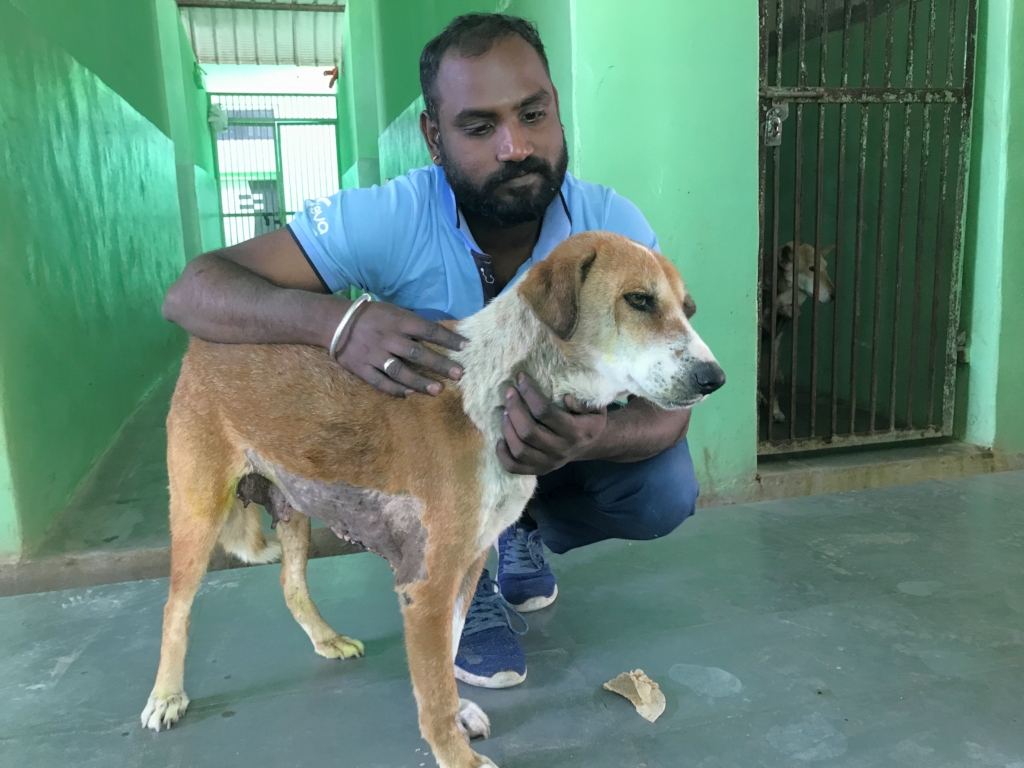 Photos from Rescue Sick & Injured Street Animals in India - GlobalGiving