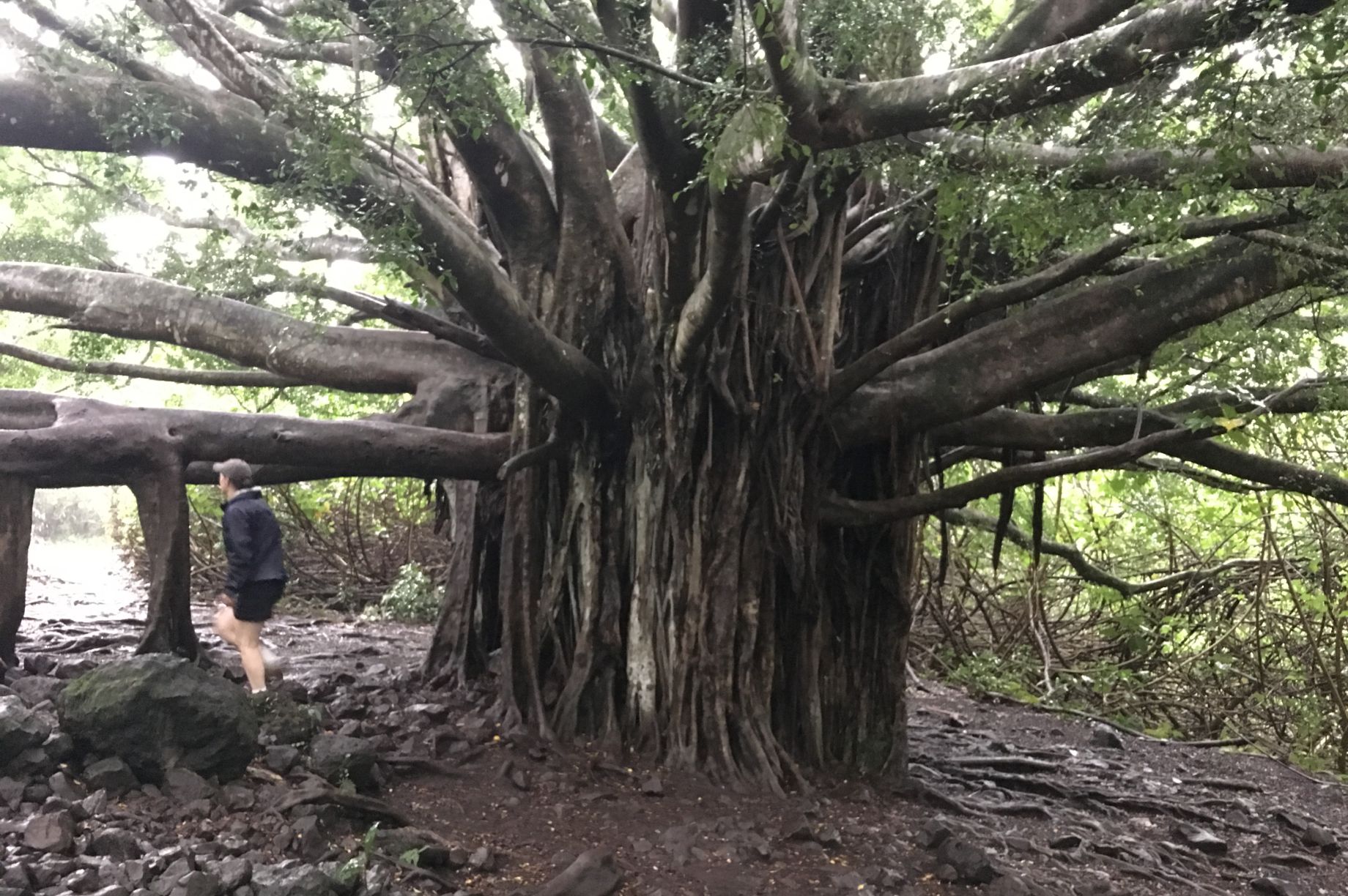 View World Forests with Virtual Reality Exhibit - GlobalGiving
