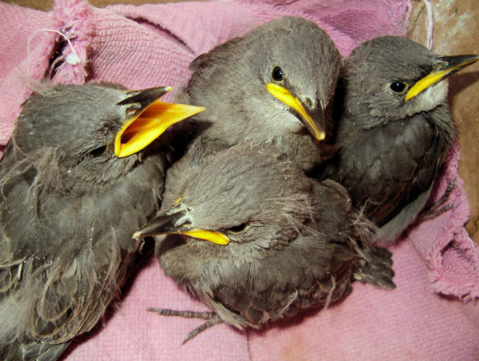 How to Share Save Sick, Injured, & Orphaned Birds - California ...