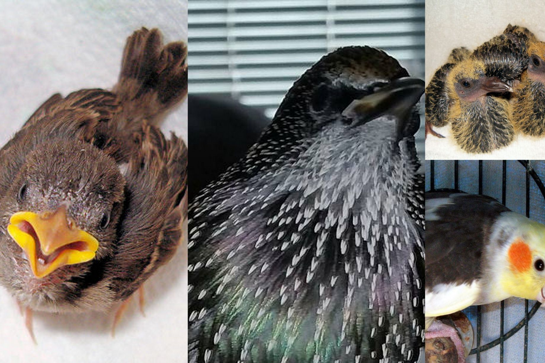 Save Sick, Injured, & Orphaned Birds - California - GlobalGiving