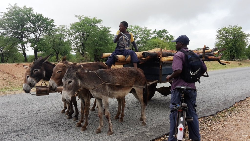 Survival of Animal Welfare Charity in Zimbabwe - GlobalGiving