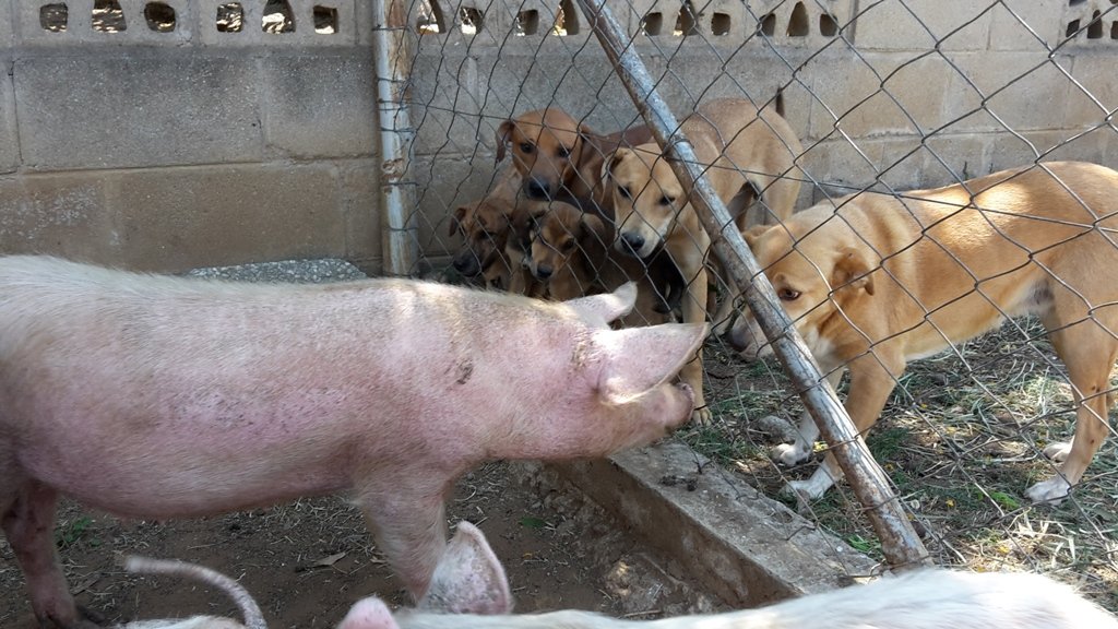 Survival of Animal Welfare Charity in Zimbabwe - GlobalGiving