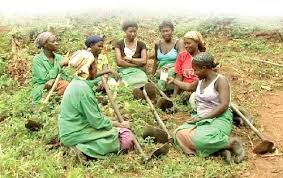 Better Agricultural Practice for Poor Farmers - GlobalGiving