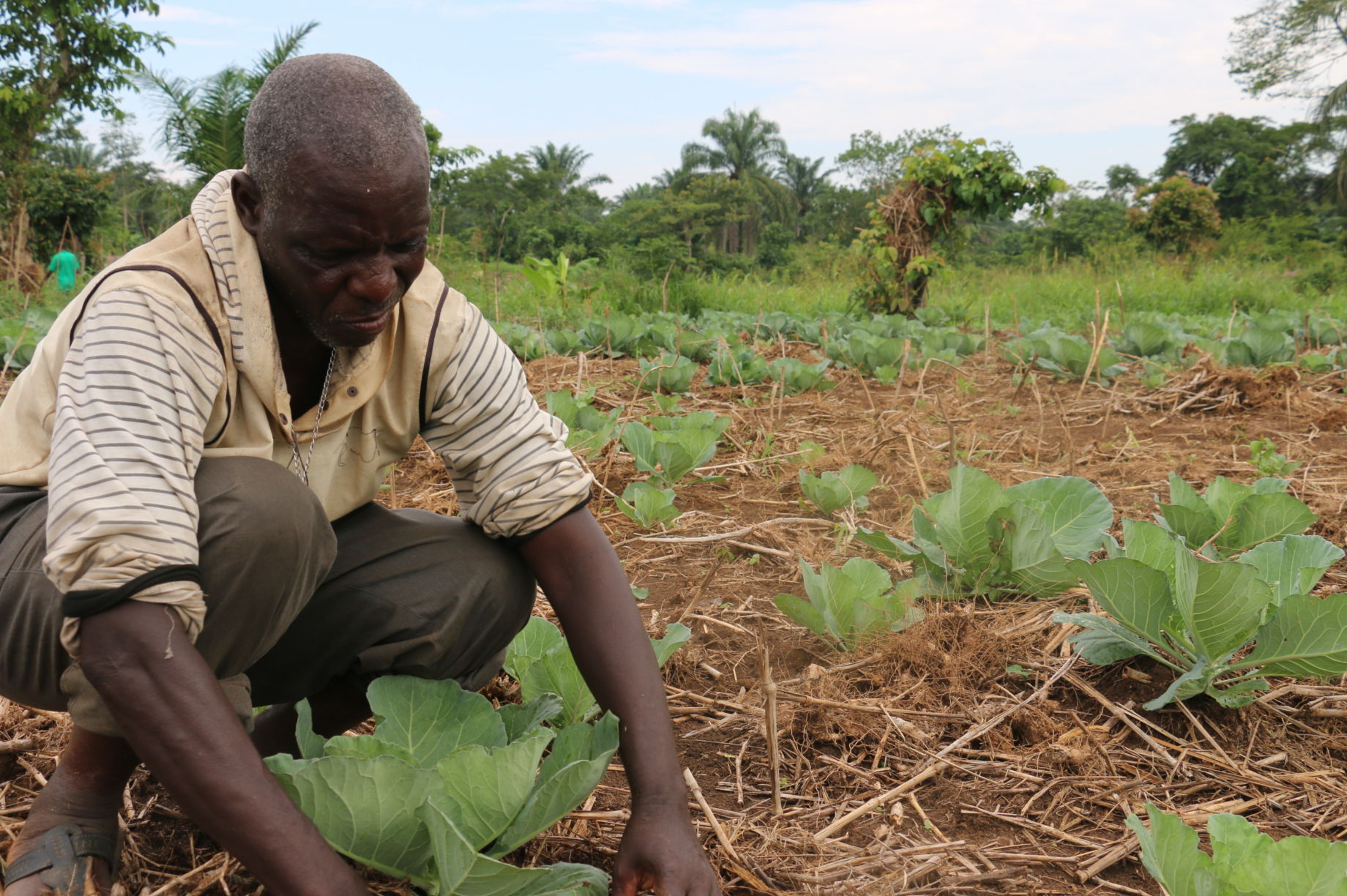 Emergency Irrigation for Cabbage - GlobalGiving
