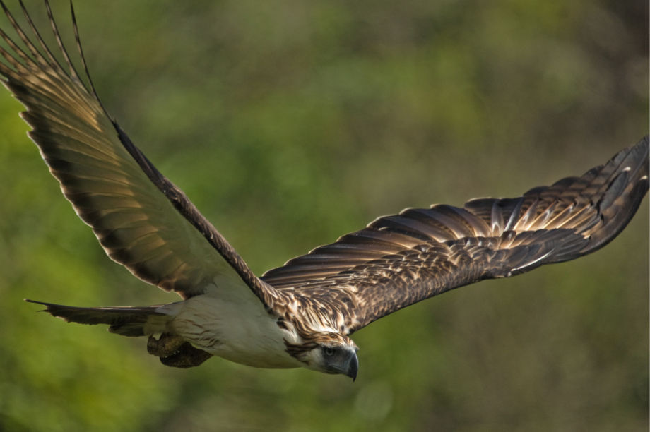 Haribon Flying Philippine Eagles (Pithecophaga Jefferyi) Information