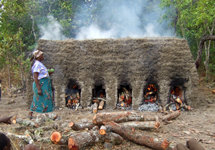 Restore Indigenous Trees for Climate Change - GlobalGiving