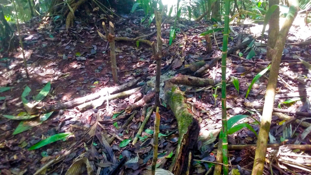 Help Rangers Protect Forests in Southern Belize - GlobalGiving