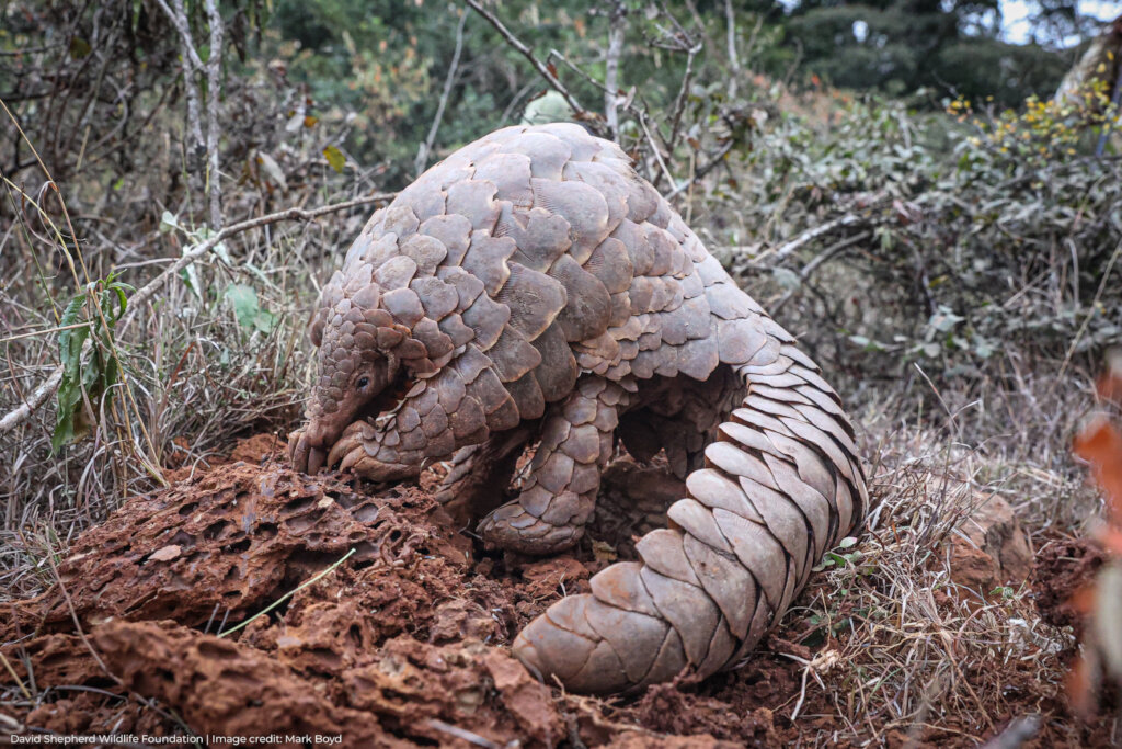 Protecting Pangolins - GlobalGiving