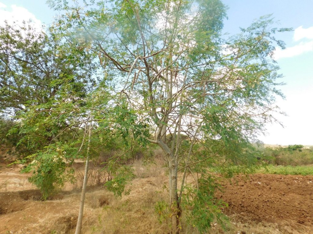 Moringa Trees for 1000 Makueni Farmers - GlobalGiving
