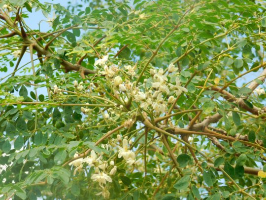 Moringa Trees for 1000 Makueni Farmers - GlobalGiving