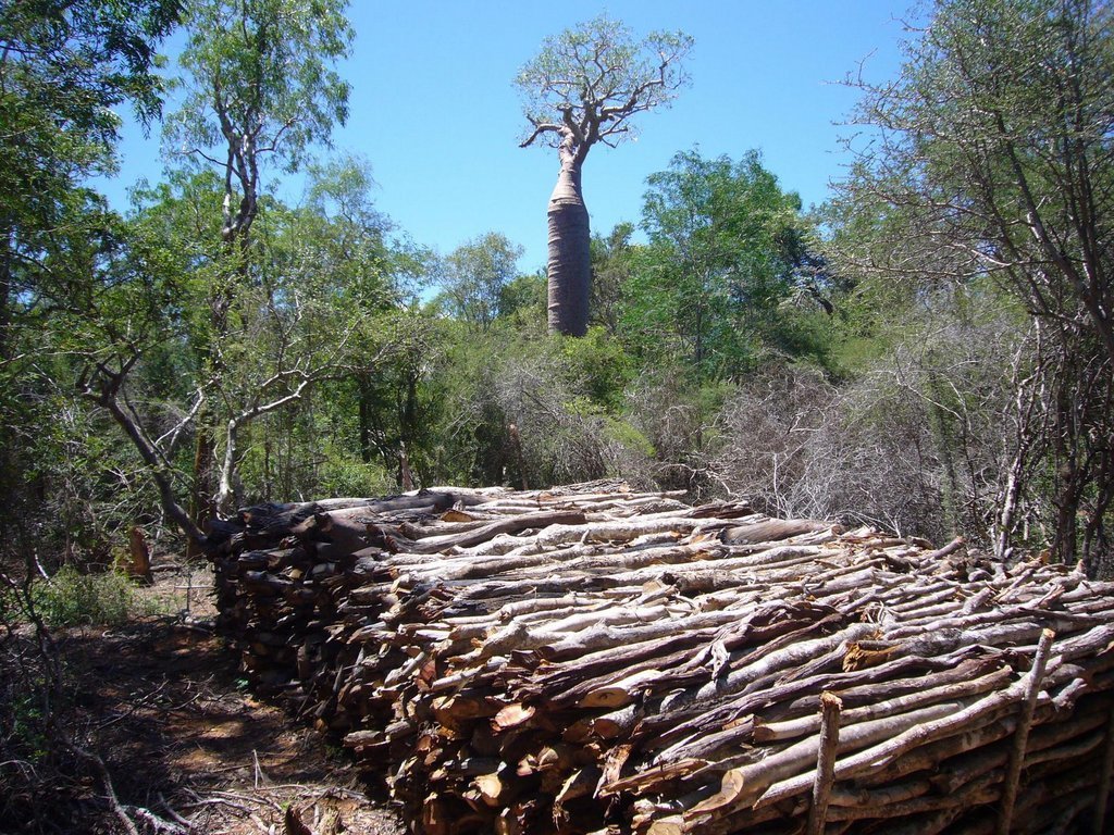 Malagasy Community Reforestation Institute - GlobalGiving