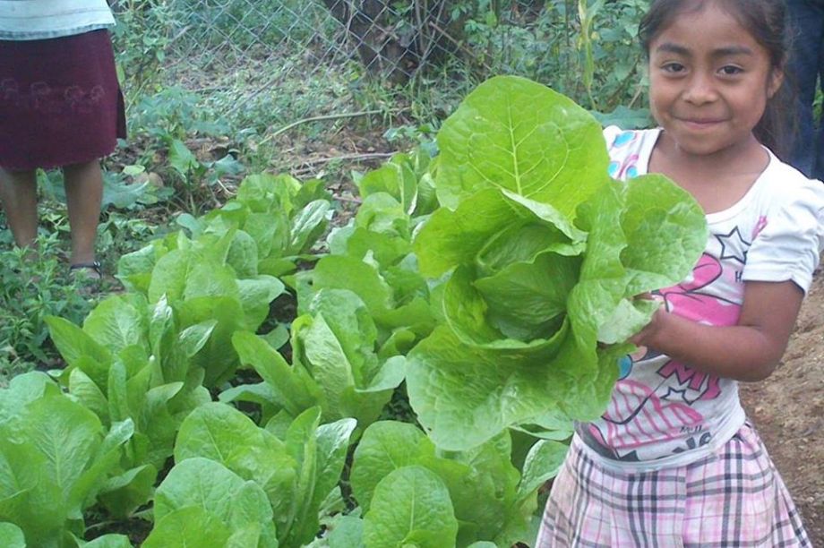 Food Sovereignty for 50 Families in Mexico - GlobalGiving