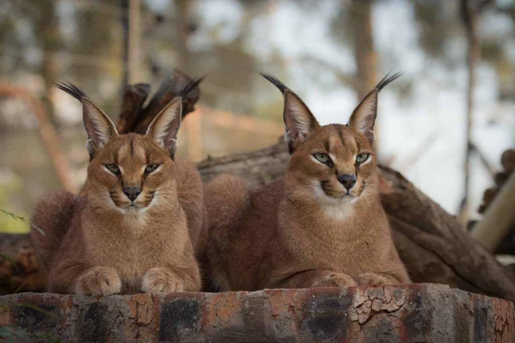 Save Big Cats From Extinction In Africa GlobalGiving Save Big Cats From Extinction In Africa GlobalGiving