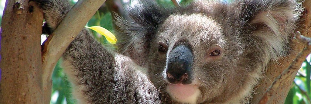Plant Trees for Australian Native Wildlife - GlobalGiving