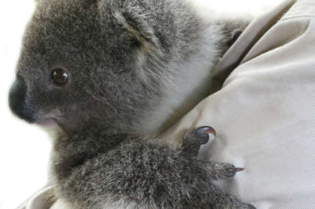 Plant Trees for Australian Native Wildlife - GlobalGiving