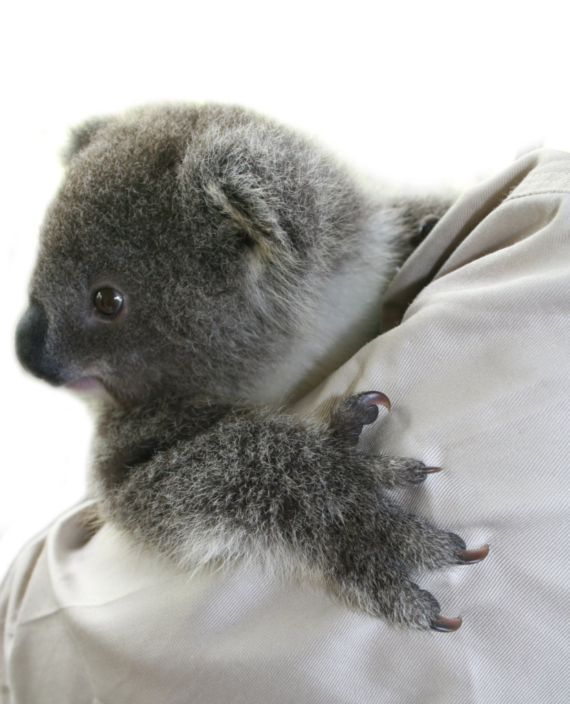 Plant Trees for Australian Native Wildlife - GlobalGiving