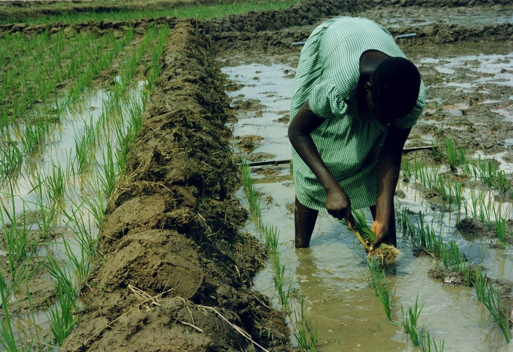 Rice processing creates jobs for 10 people Nigeria - GlobalGiving