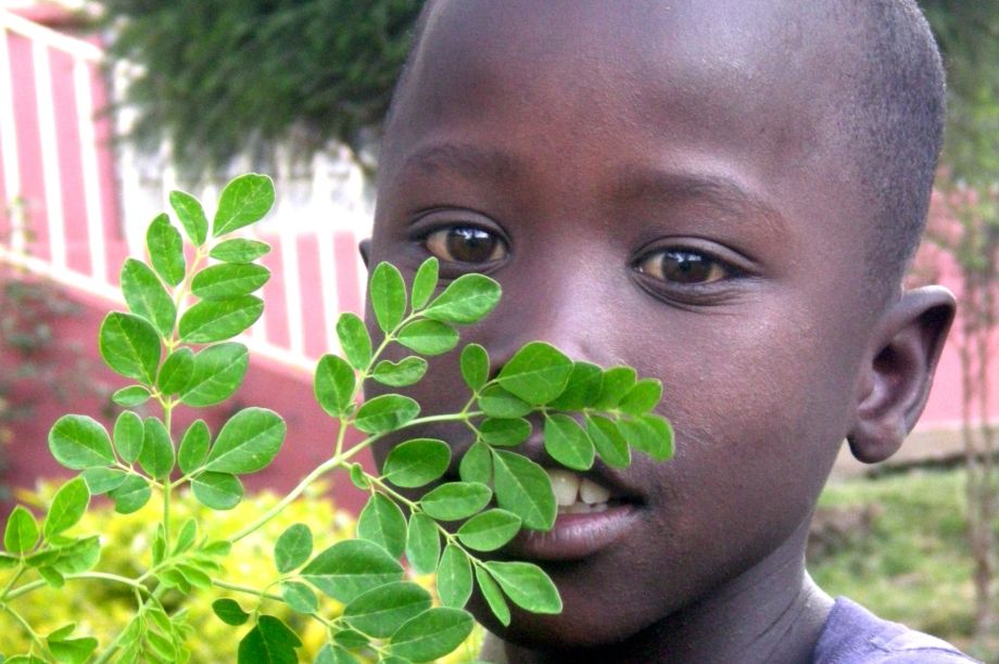 Moringa for the Nutritional Health of 1000Children - GlobalGiving