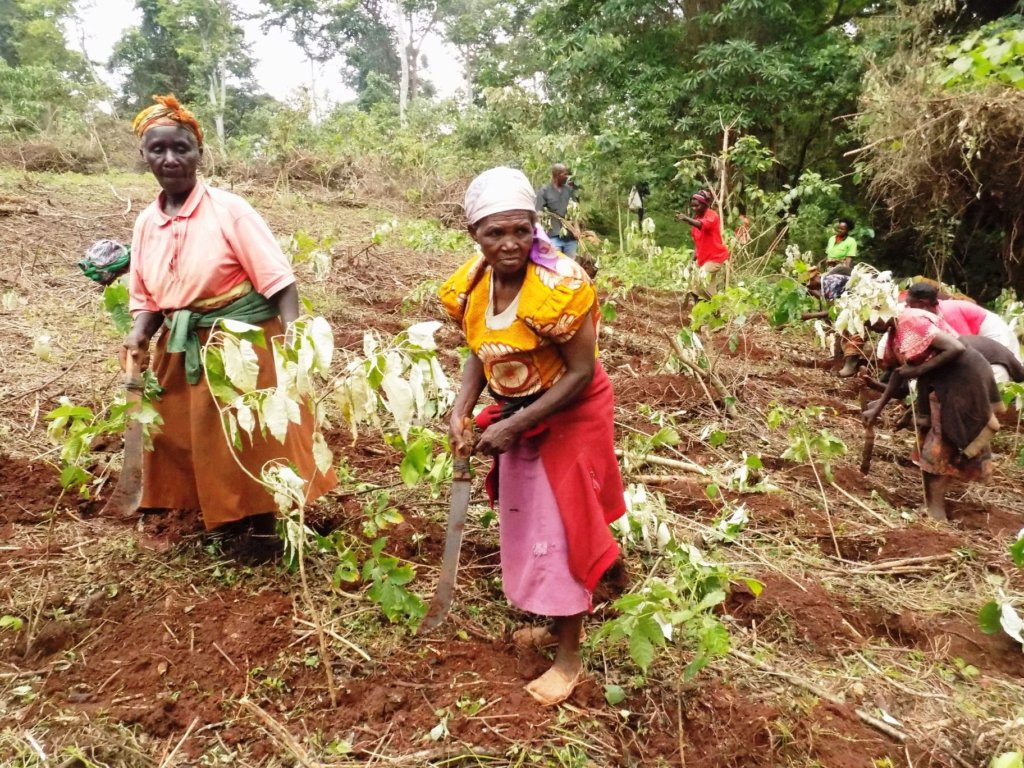 Restore Area of Degraded Mount Kenya Forest - GlobalGiving