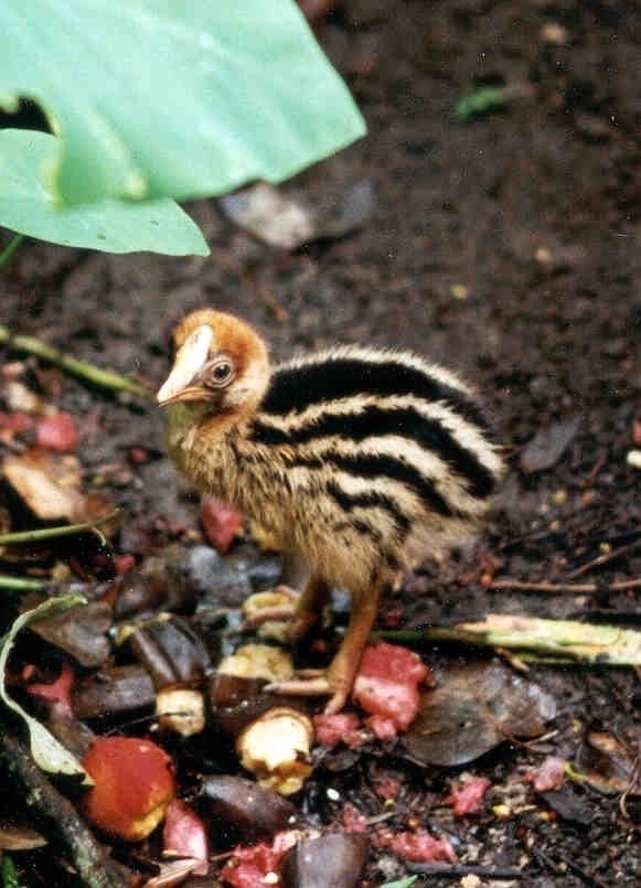 Save keystone Australian cassowary via IT - GlobalGiving