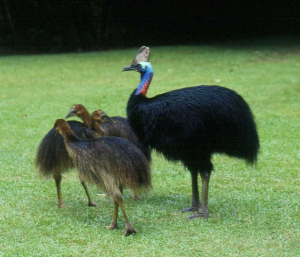 Save keystone Australian cassowary via IT - GlobalGiving