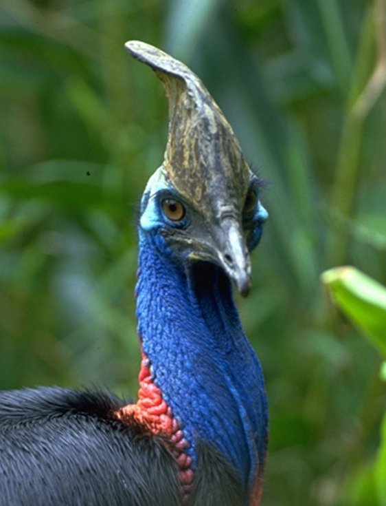 Save keystone Australian cassowary via IT - GlobalGiving