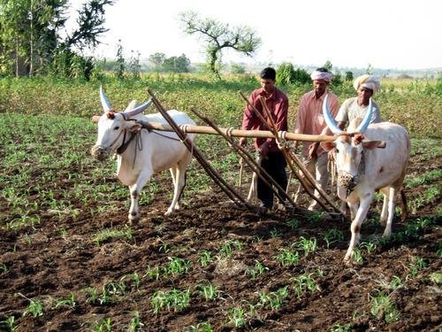 Increasing Income for Landless Farmers in India - GlobalGiving