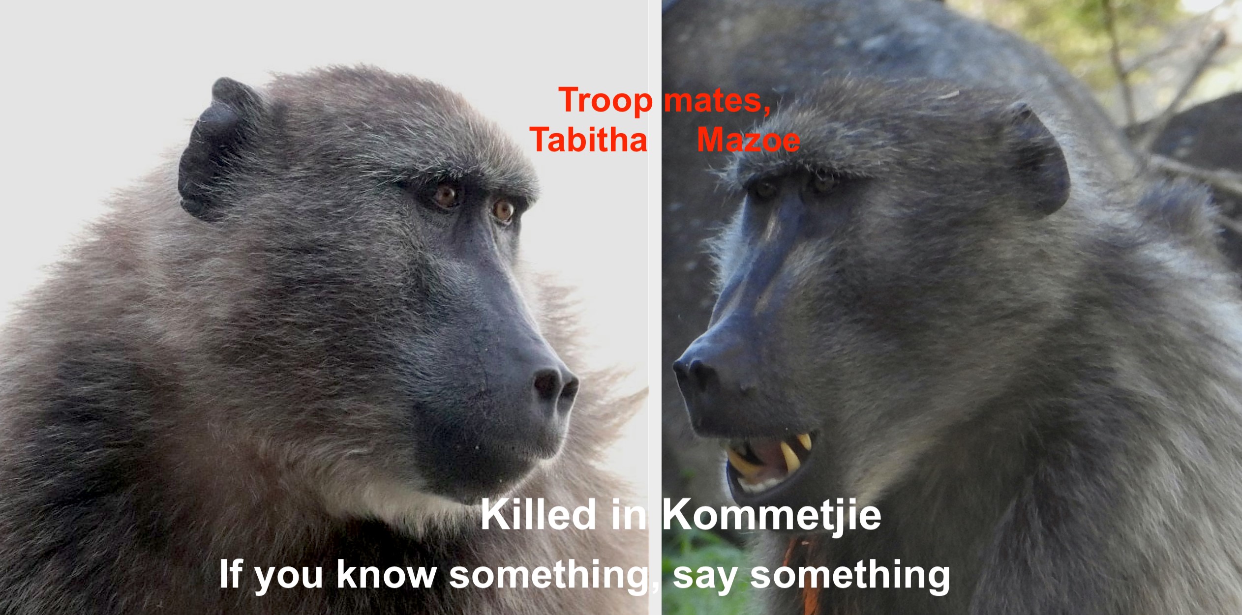 Photos from Stop Killing Baboons! - GlobalGiving