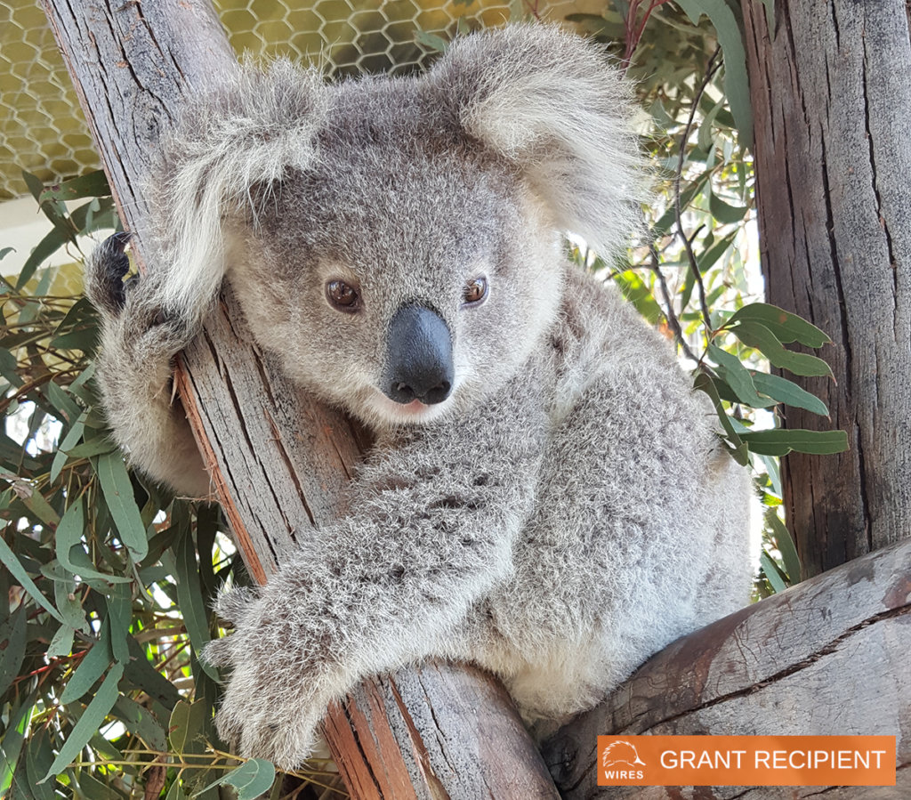 Photos from Aussie Wildlife Recovery & Emergency Preparedness ...