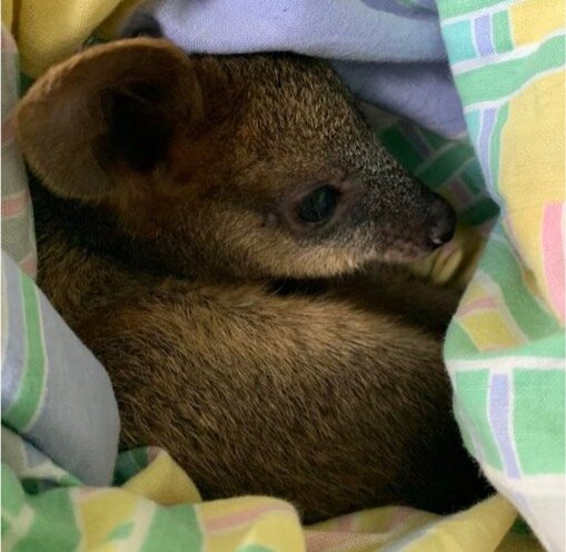 Photos from Aussie Wildlife Recovery & Emergency Preparedness ...