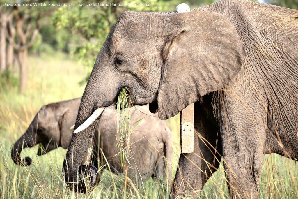 Protecting Elephants - GlobalGiving