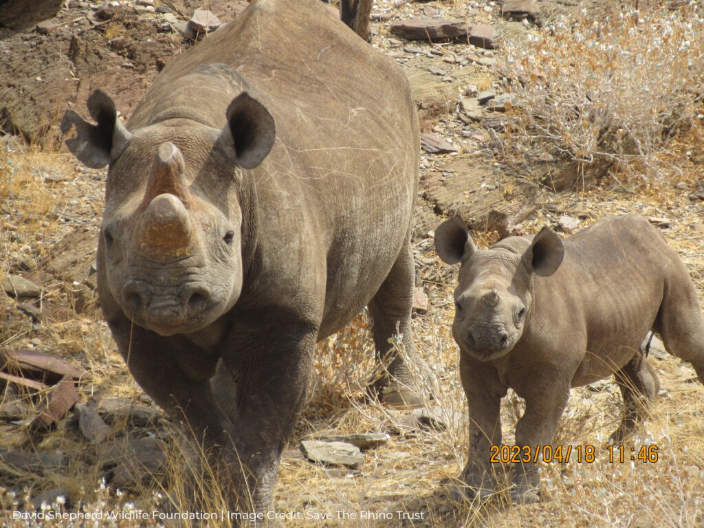 Protecting Rhinos - GlobalGiving