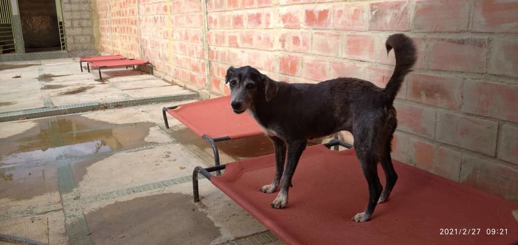 Make+200 senior rescue Venezuelan dogs feel athome - GlobalGiving