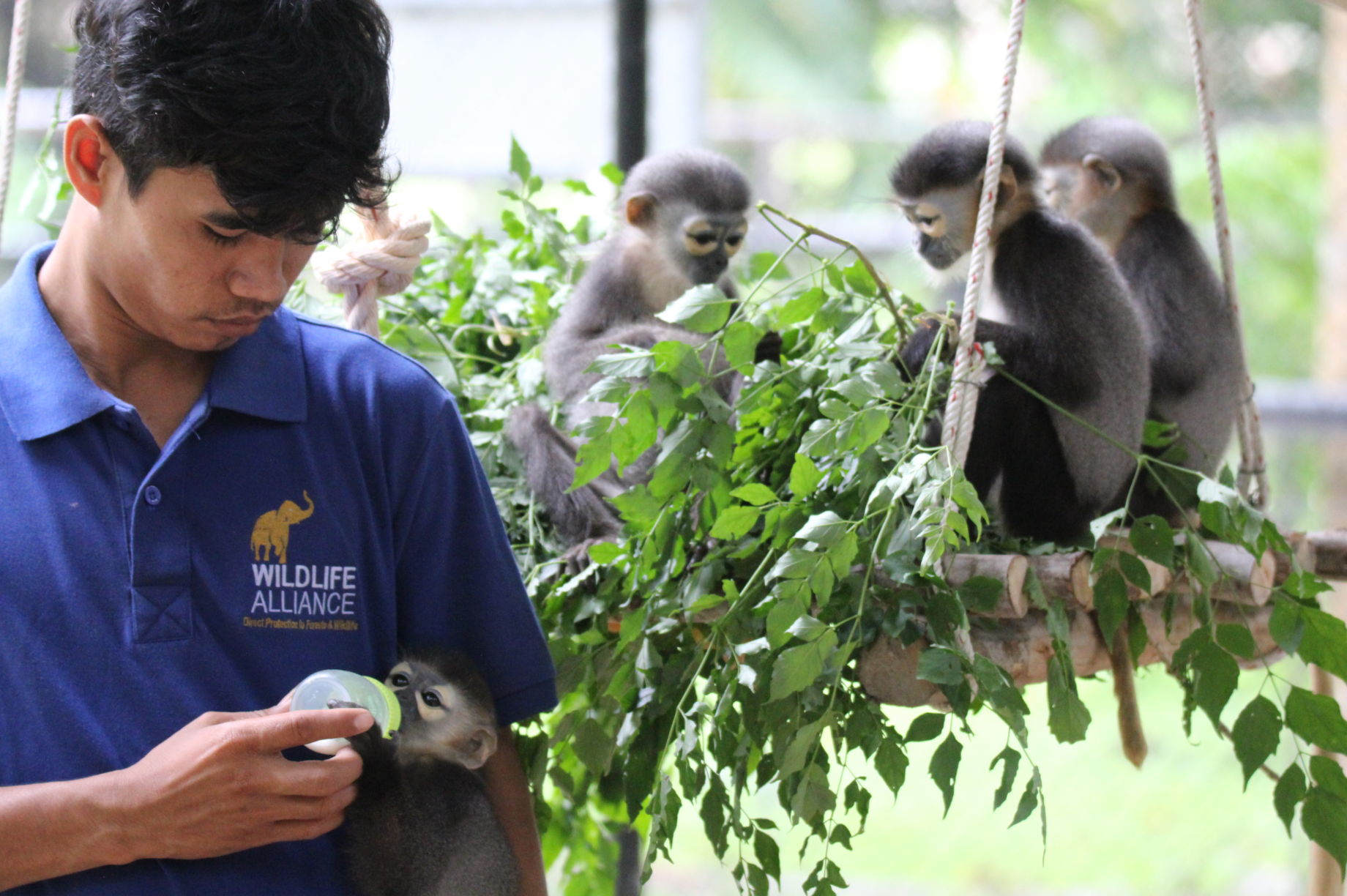 Help Care for Rescued Animals in Cambodia - GlobalGiving