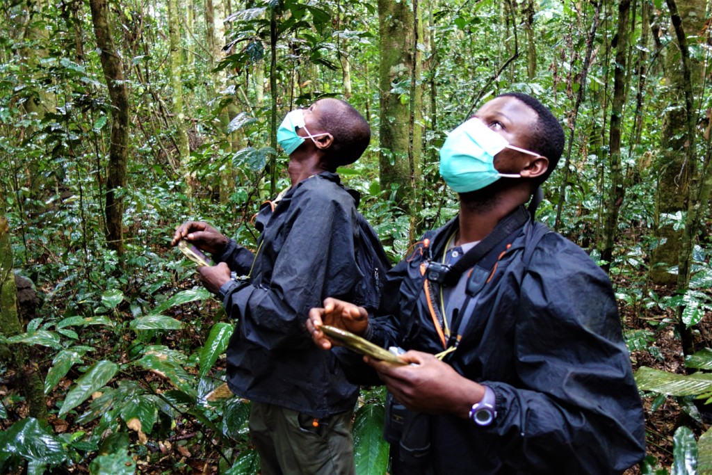 Photos from Save Endangered Bonobos in the Congo Rainforest - GlobalGiving
