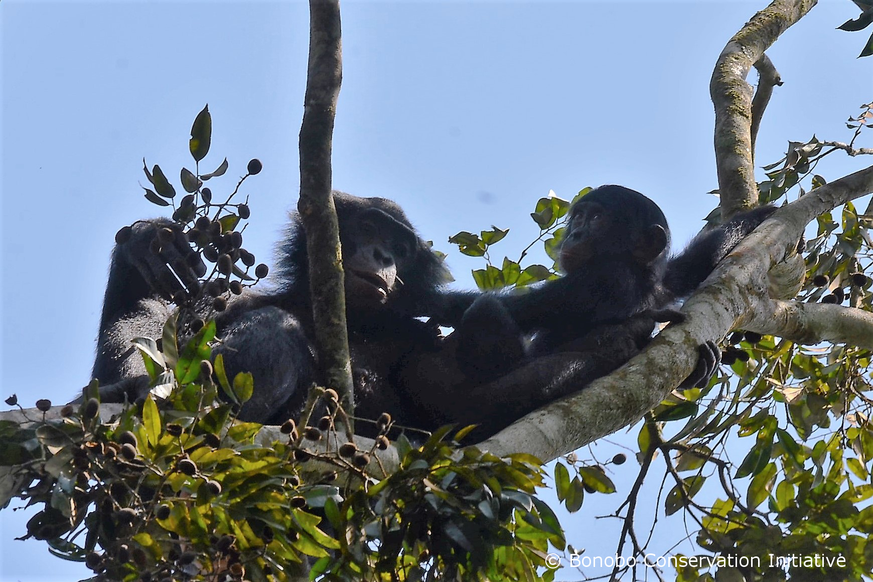 Photos from Save Endangered Bonobos in the Congo Rainforest - GlobalGiving