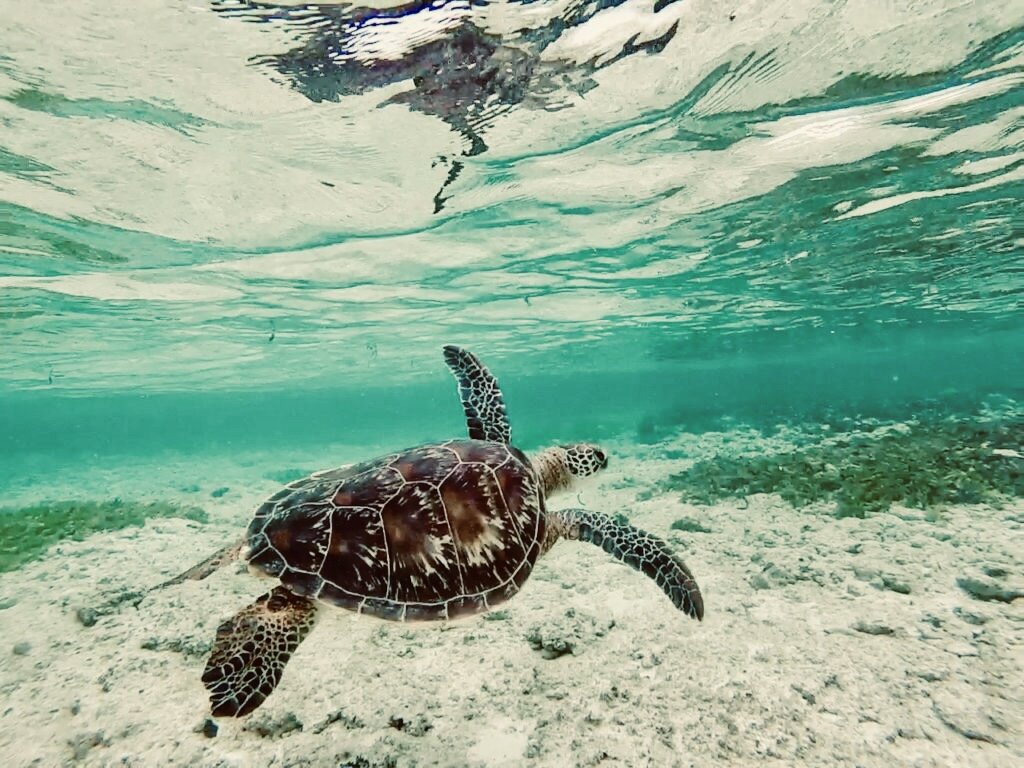 Emergency Rescue: Saving Endangered Turtles - GlobalGiving