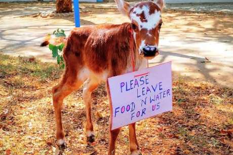 For Building Shelter and Arranging Food For Cows - GlobalGiving