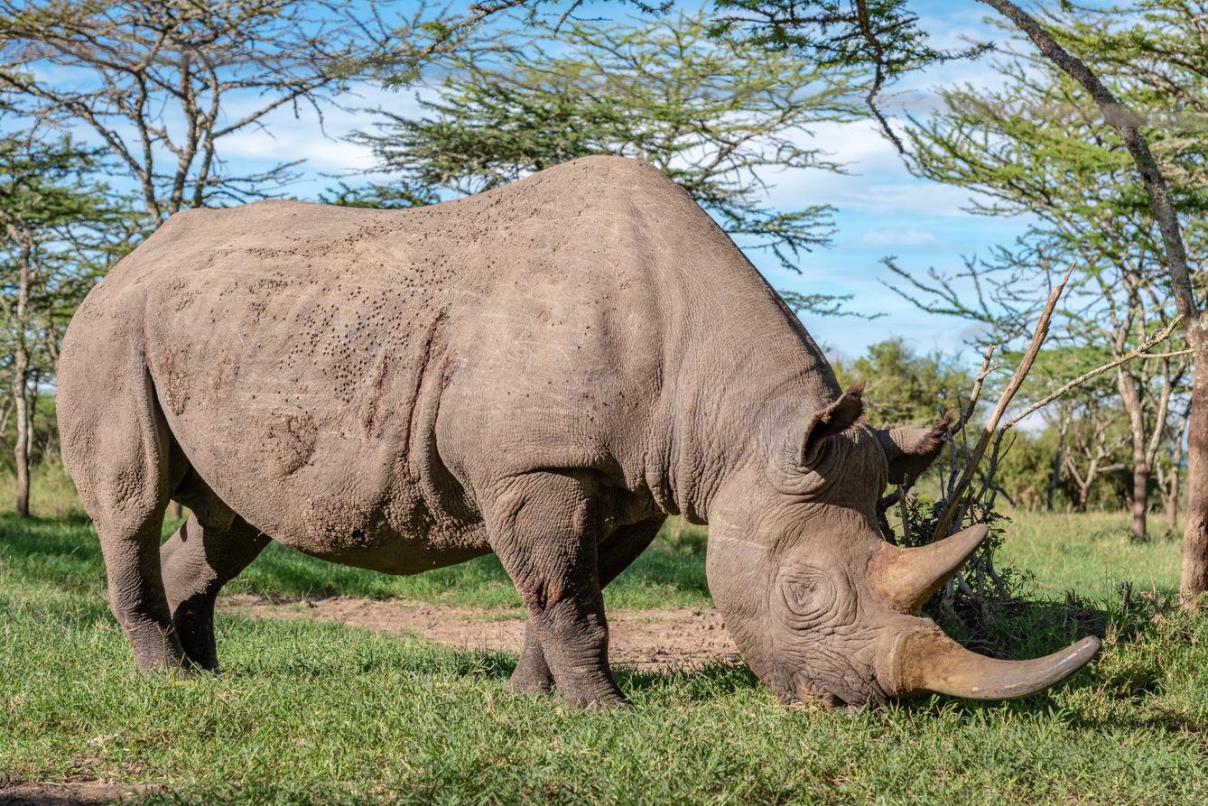 Photos from Safeguarding Ol Pejeta's Rhino Populations - GlobalGiving