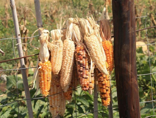 Develop sustainable farming in rural South Africa - GlobalGiving