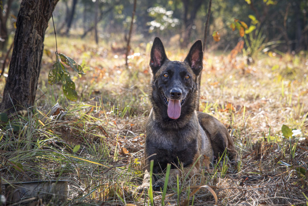 Support APOPO's Minefield Survey HeroDOGs - GlobalGiving