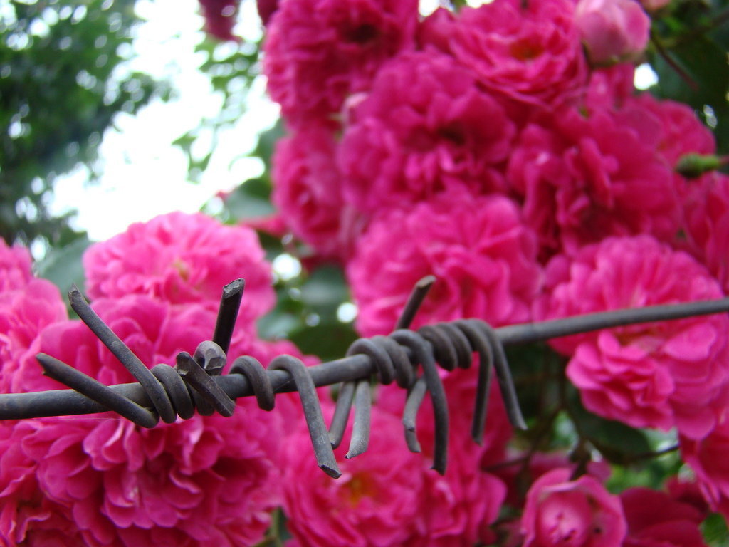 Peace Through Photography - GlobalGiving